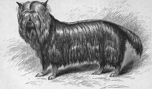 Criadero La Pureza - Historia del Yorkshire Terrier ( yorki )